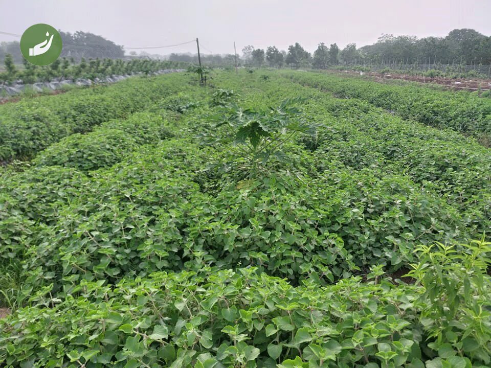 Coleus Amboinicus Essential Oil: Characteristics, Composition, and ...